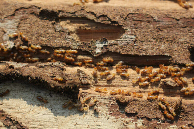 Termites - Denton Control Xperts